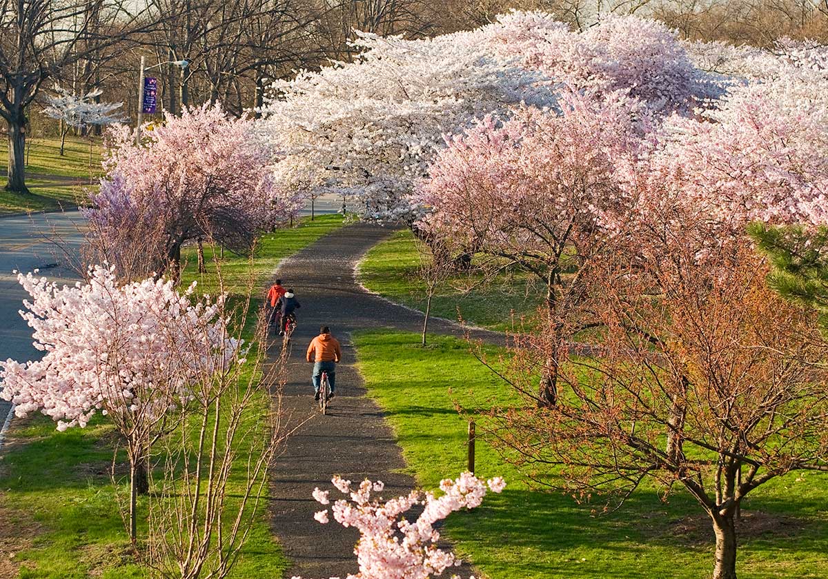 Festival realizado no Branch Brook Park chega com o início da Primavera ...